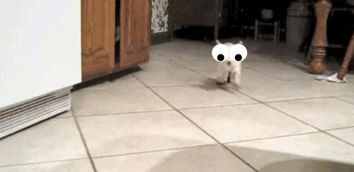 Cute Baby Goat With Googly Eyes GIF | GIFDB.com