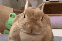 Cute Brown Bunny Sniffing Face GIF | GIFDB.com