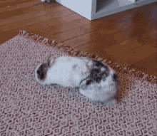 Cute Bunny Rolling On The Carpet GIF | GIFDB.com