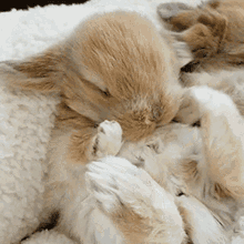 Cute Bunny Sleeping And Stretching Legs GIF | GIFDB.com