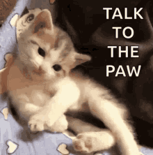 Cute Cat Memes Talk To The Paw GIF | GIFDB.com
