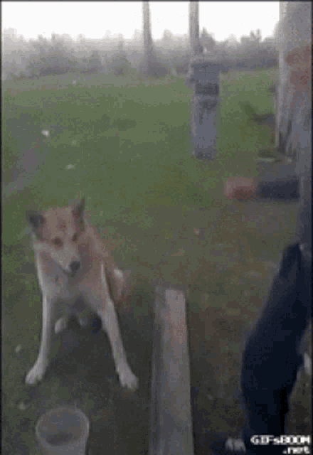 Cute Dog Shake Hands GIF | GIFDB.com