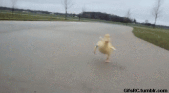 Cute Duck Shaky Run GIF | GIFDB.com