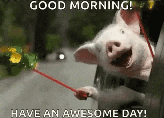 Cute Pig Shouting Good Morning GIF | GIFDB.com