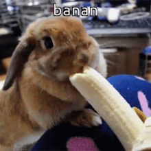 Cute Rabbit Bunny Eating Banana GIF | GIFDB.com