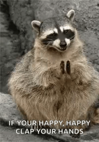 Cute Racoon Slow Clap Clapping Hands Round Of Applause GIF | GIFDB.com