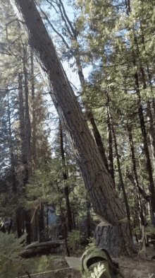 Cutting Big Tree In The Forest GIF | GIFDB.com