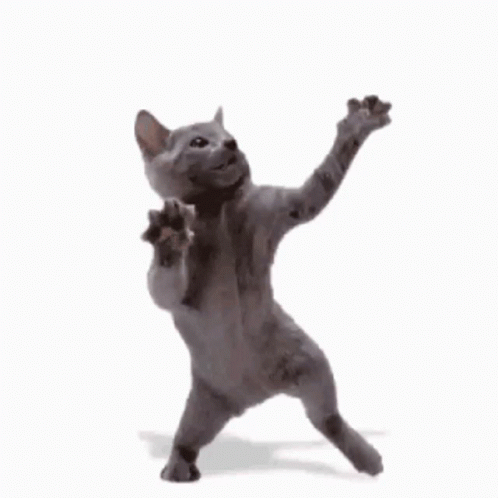 Dancing Cat In Two Feet GIF | GIFDB.com