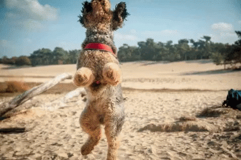Dancing Dog Jump Shot GIF | GIFDB.com
