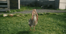 Dancing Duck Funny Arm Dance GIF | GIFDB.com