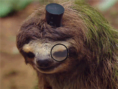 Detective Sloth Swine GIF | GIFDB.com