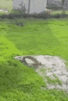 Diarrhea Watery Poop GIF | GIFDB.com