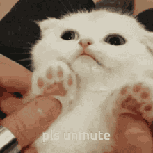 Discord Pfp Kitten Please Unmute GIF | GIFDB.com