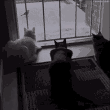 Dog Spooked Cats Scary Surprise Funny Meme GIF | GIFDB.com