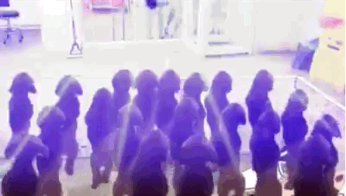 Dogs Rave Party Time GIF | GIFDB.com