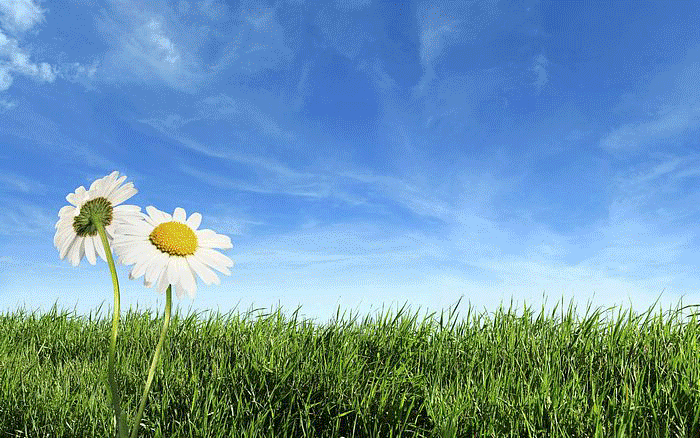 Dynamic Dandelion Flower GIF | GIFDB.com