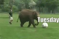 Elephant Playing Funny Tuesday GIF | GIFDB.com