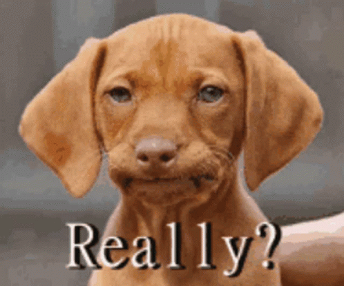 Exasperated Dog Really GIF | GIFDB.com