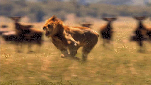 Fast Lion Running GIF | GIFDB.com