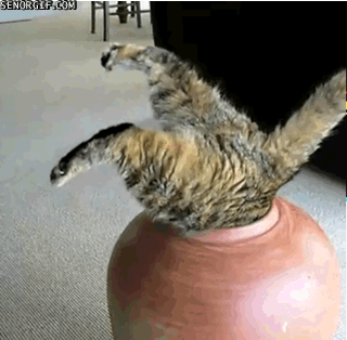 Fat Cat Stuck In A Jar GIF | GIFDB.com