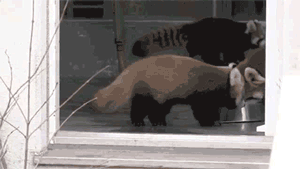 Fighting Red Pandas GIF | GIFDB.com