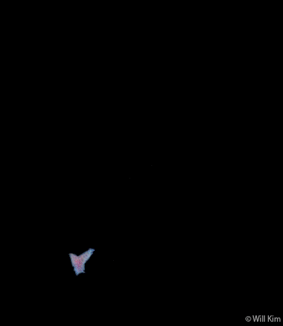 Flying Butterfly Free Spirit Animation GIF | GIFDB.com