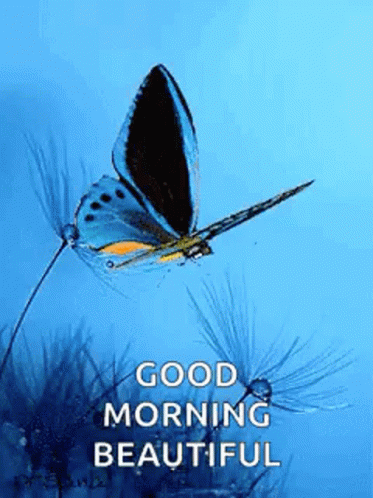 Flying Butterfly Good Morning Beautiful GIF | GIFDB.com