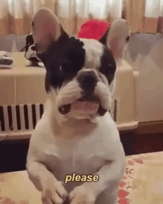 French Bulldog Please GIF | GIFDB.com