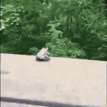 Frog Jumping Off From A Building GIF | GIFDB.com