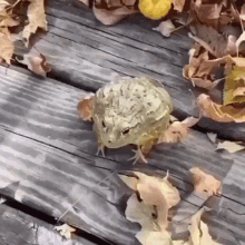 Frog Meme Funny Jump Fall Epic Fail GIF | GIFDB.com