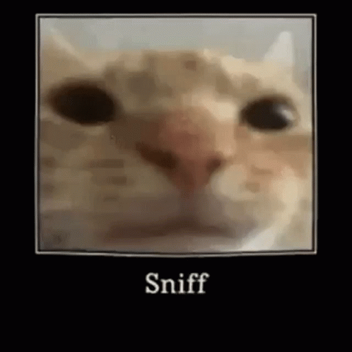 Funny Cat Warp Face Sniffing Hello There Meme GIF | GIFDB.com