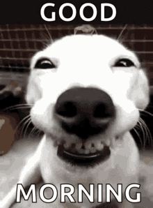 Funny Good Morning Smiling White Dog GIF | GIFDB.com