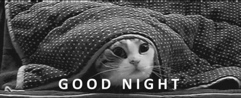 Funny Good Night Cat Hide Blanket Meme GIF | GIFDB.com