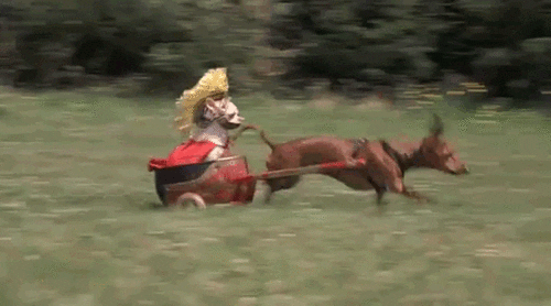 Funny Running Dog And His Toy GIF | GIFDB.com