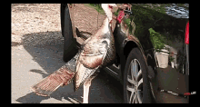 Funny Turkey Confused With Reflection GIF | GIFDB.com