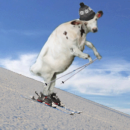 Funny Weird Cow Skiing GIF | GIFDB.com