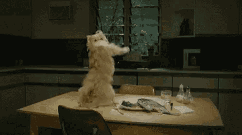 Furry Funny Dance On The Table GIF | GIFDB.com