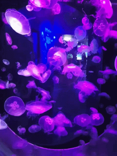 Glowing Violet Jellyfish GIF | GIFDB.com