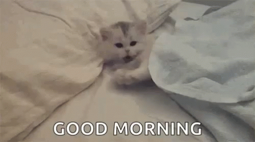 Good Morning Cat Small Yawn GIF | GIFDB.com