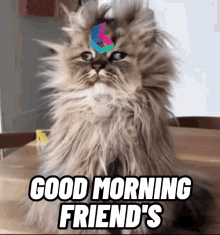 Good Morning Friends Grumpy Sleepy Cat GIF | GIFDB.com