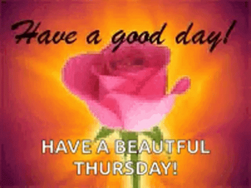 Good Morning Happy Thursday Pink Rose Beautiful Day GIF | GIFDB.com