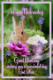 Good Morning Wednesday Wishing You A Wonderful Day Rabbit GIF | GIFDB.com