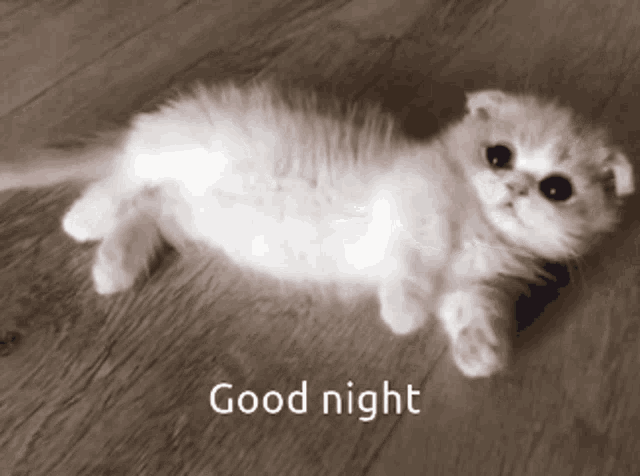 Good Night Funny Cat Roll Over GIF | GIFDB.com