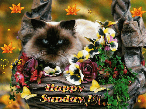Good Sunday Morning Cat And Flowers GIF | GIFDB.com