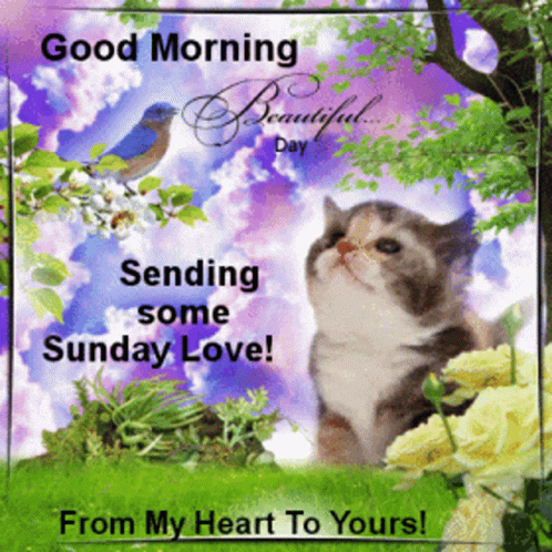 Good Sunday Morning Cat And Nature GIF | GIFDB.com