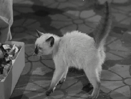 Goosebumps Frightened Scared Cat GIF | GIFDB.com