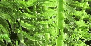 Green Growing Plants GIF | GIFDB.com
