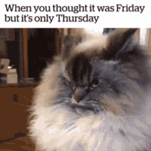 Grumpy Cat Upon Realizing It's Almost Friday GIF | GIFDB.com