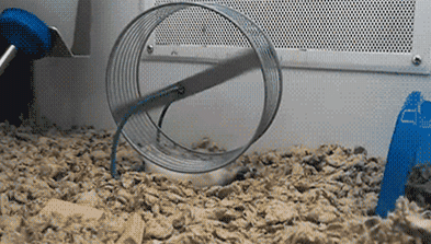 Hamster Wheel Funny Under Spin GIF | GIFDB.com