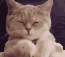 Happy Cat Sassy Head Bobbing GIF | GIFDB.com